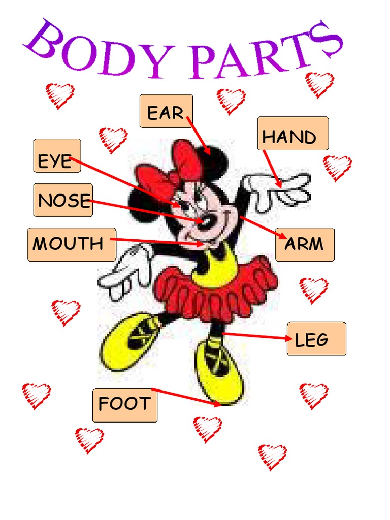 A Diagram of the Major External Parts of the Human Body | PDF