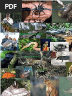La Fauna de Michoacan | PDF | Mamíferos | Zoología