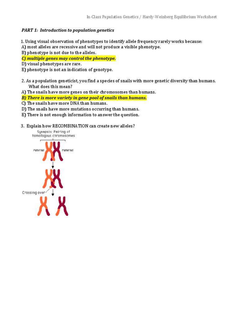 Hardy-Weinberg Population Genetics Worksheet | PDF | Allele | Dominance ...
