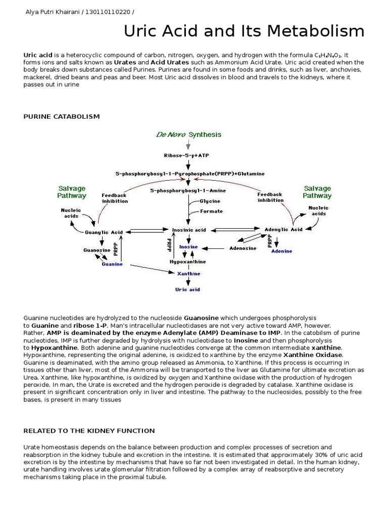 Uric Acid and Its Metabolism | PDF | Nucleotides | Osteoarthritis