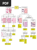 Flow Chart For Bacterial Identification | PDF