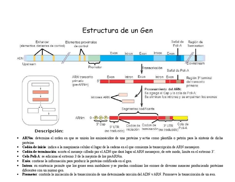 Estructura de Un Gen
