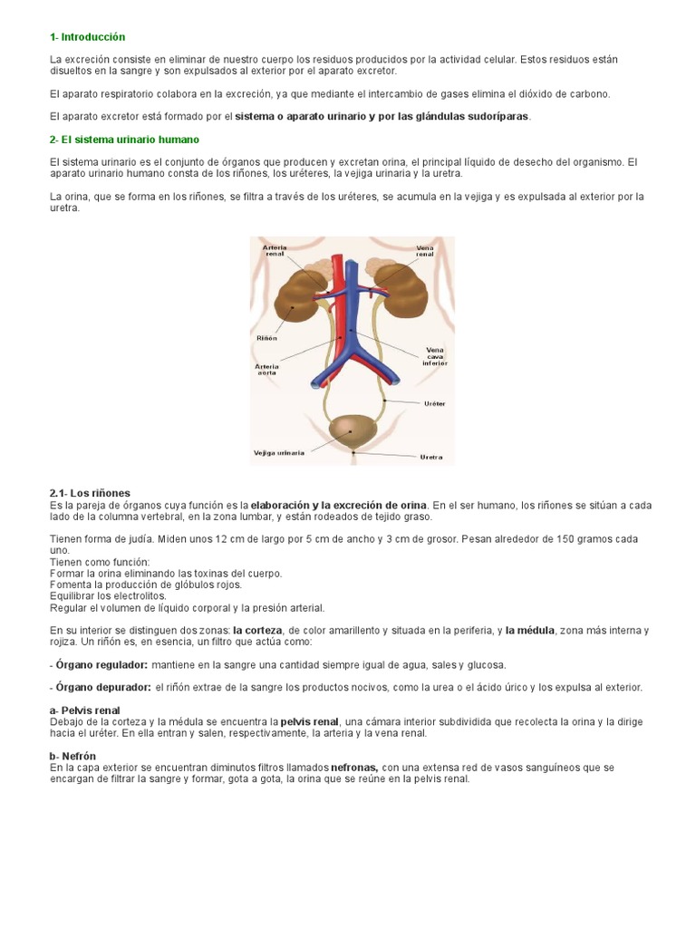 Resumen Sistema Excretor | PDF | Sistema urinario | Riñón