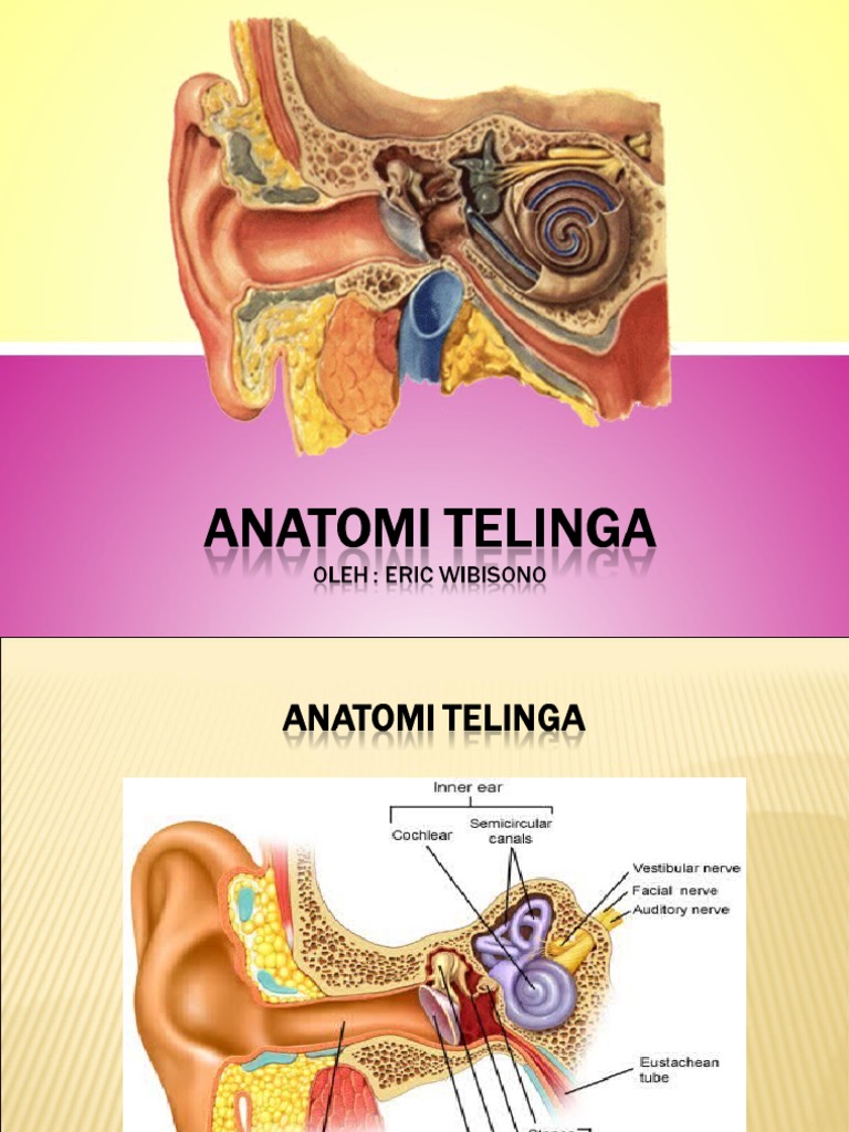 Anatomi Telinga | PDF