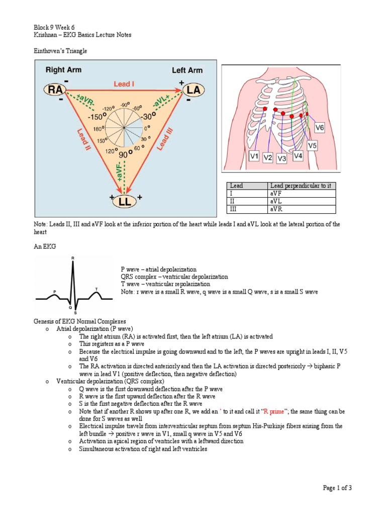 Krishnan - EKG Basics Lecture Notes | PDF | Electrocardiography ...