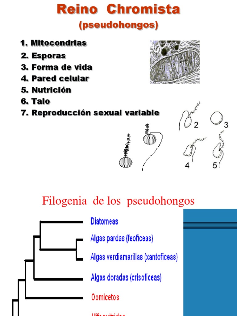 Características de los Oomicetos | PDF | Hongo | Botánica
