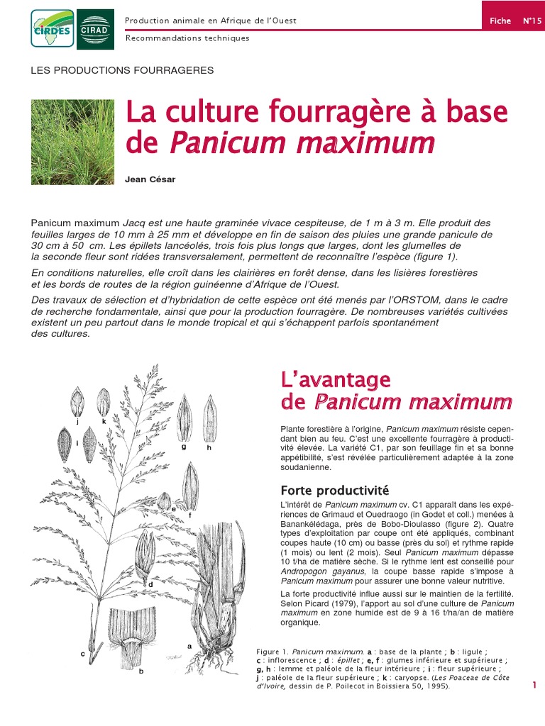 F15 Panicum Maximum | PDF | Prairie | Fertilisant