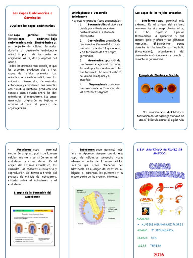 Triptico Capas Embrionarias | PDF
