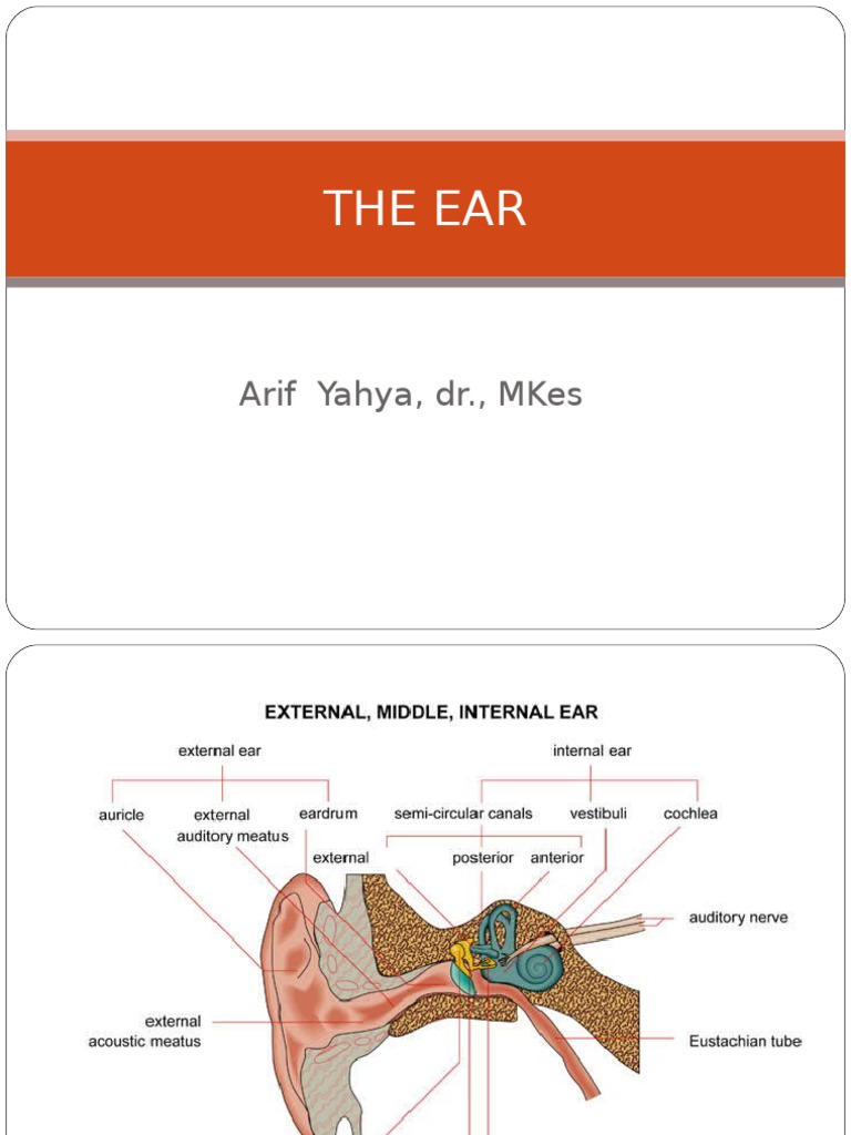 The Ear | PDF | Science & Mathematics