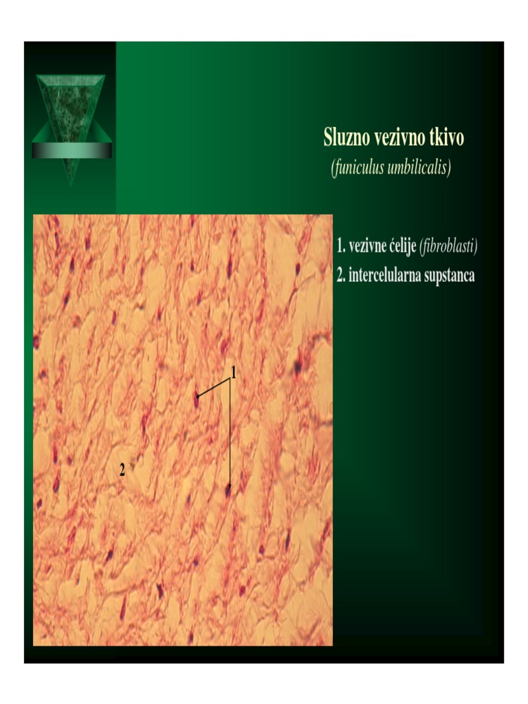 Vezivno Tkivo Textus Connectivus | PDF