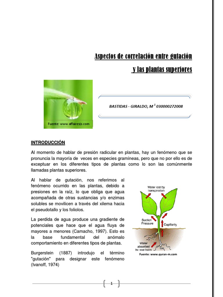 Articulo Gutación | Morfología Vegetal | Horticultura y jardinería