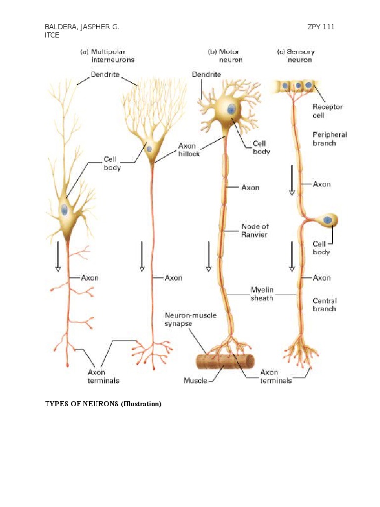 Types of Neurons | Motor Neuron | Brainstem