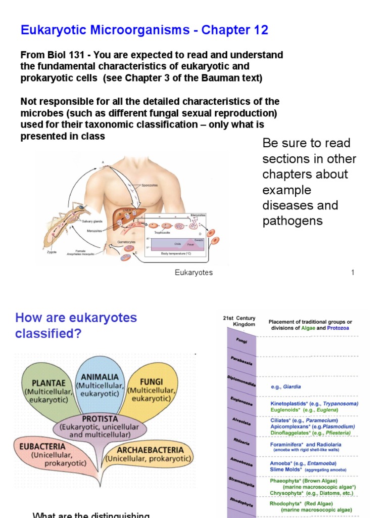 Eukaryotic Microorganisms - Chapter 12: Be Sure To Read Sections in ...