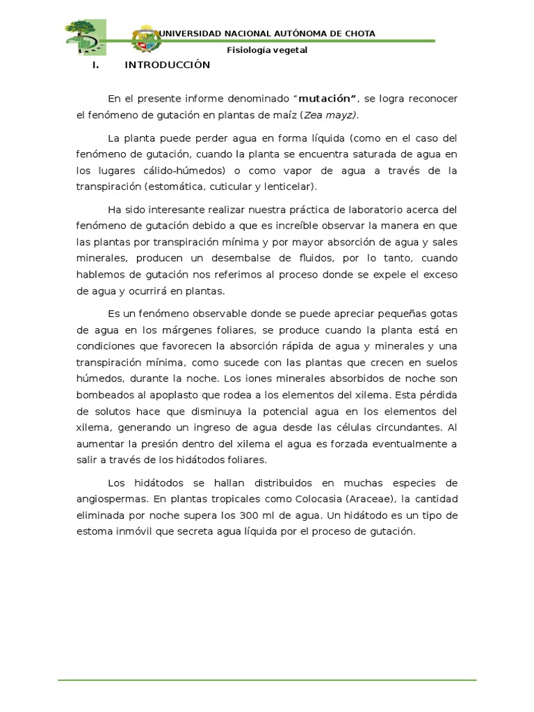 Gutación en Maíz: Efecto de la Temperatura | PDF | Secreción | Citoplasma