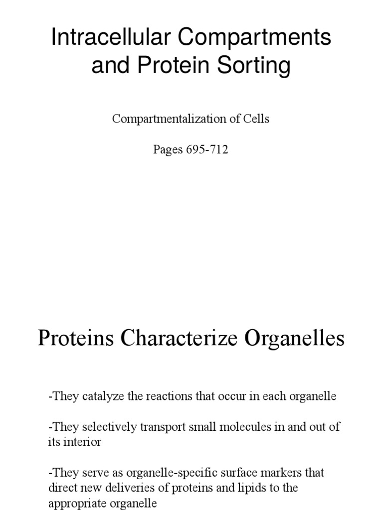 Protein Sorting | PDF | Cell Nucleus | Endoplasmic Reticulum