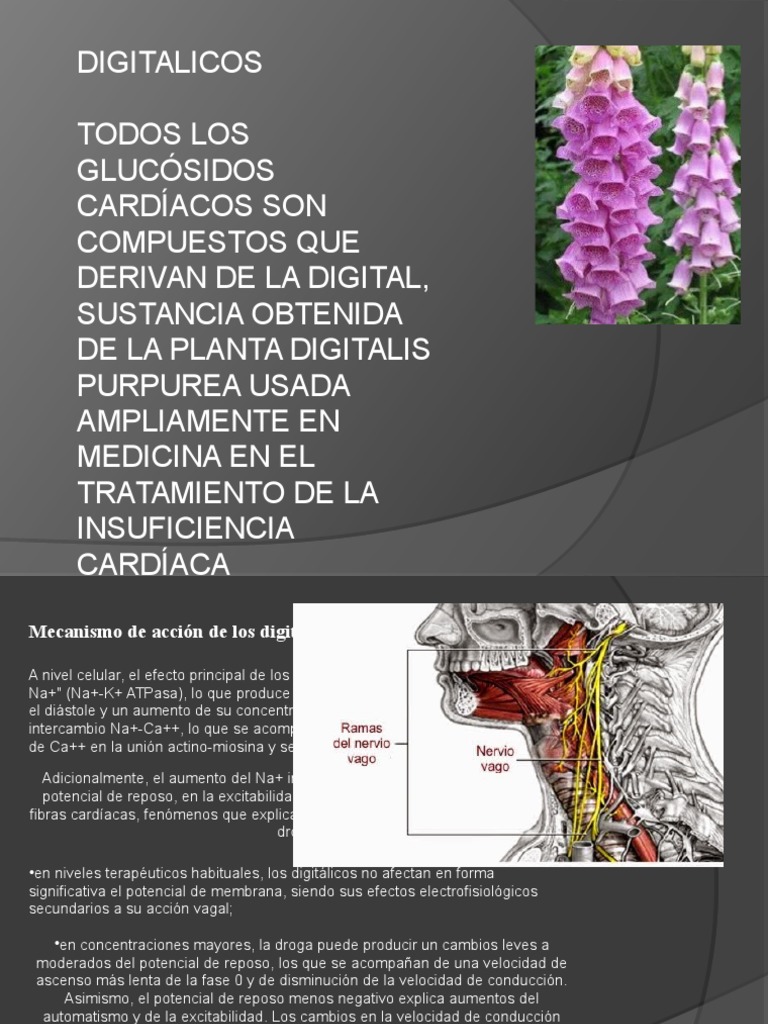 digitalicos | Cardiac Arrhythmia | Cardiovascular System
