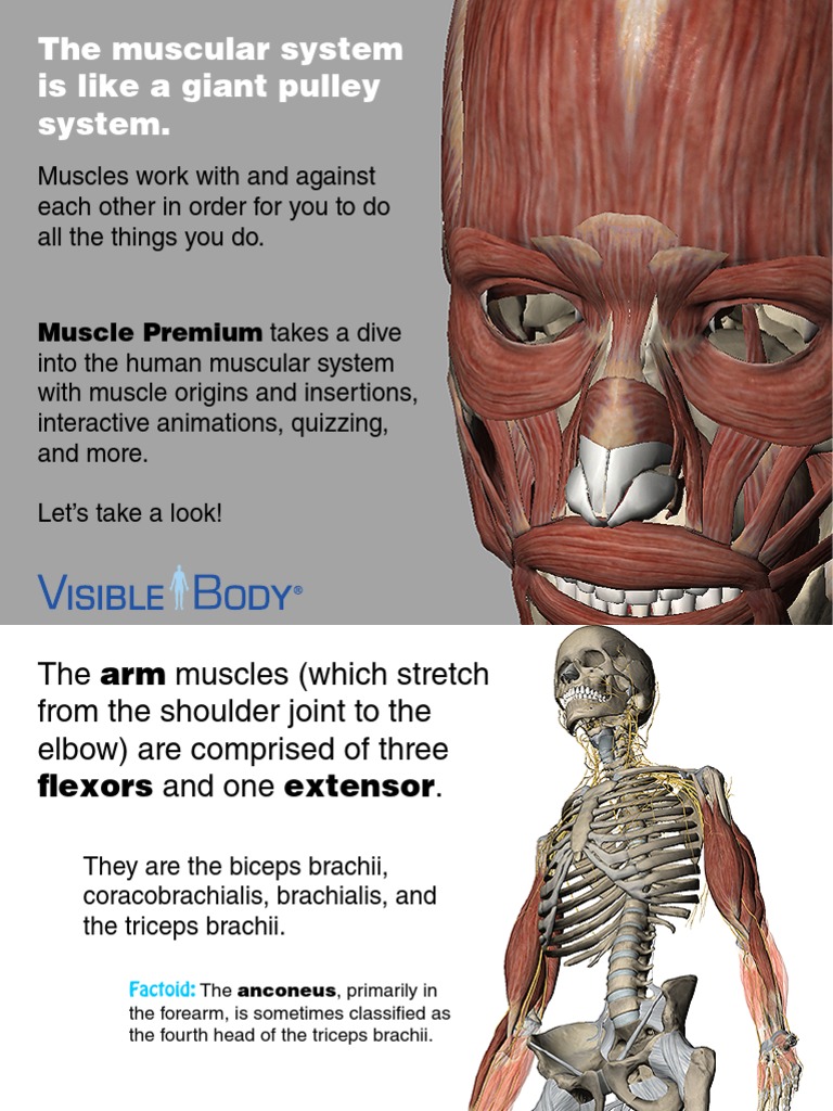 Muscle Anatomy for Learners | PDF | Human Leg | Elbow