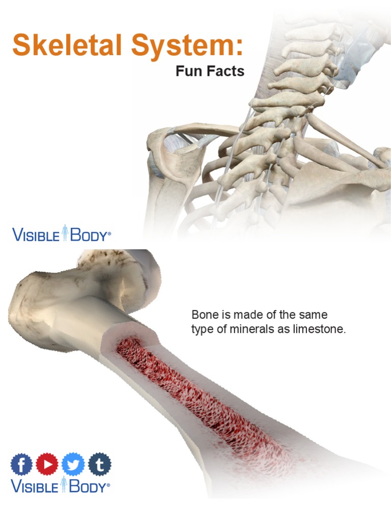 Skeletal System Facts: 206 Bones and Counting | PDF