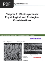 Leaf Anatomy of C3 and C4 Plants | PDF | Leaf | Photosynthesis