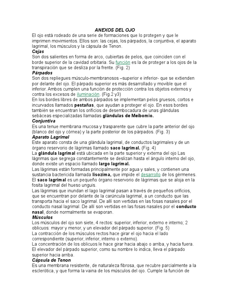Anexos Del Ojo-Vale | PDF | Ojo | Órganos sensoriales
