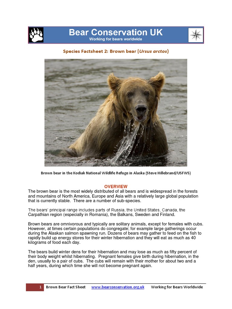 Bear Conservation Factsheet: Brown Bear 20140909 | PDF | Grizzly Bear ...