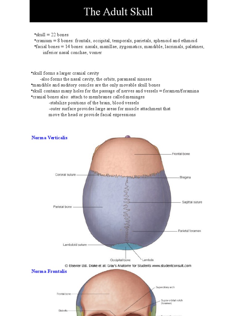 Cranial Cavity | PDF | Skull | Skeletal System