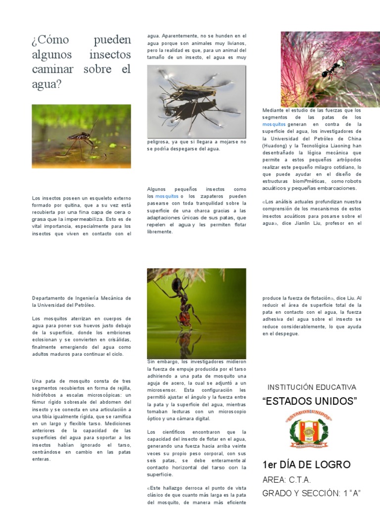 Los Insectos Poseen Un Esqueleto Externo Formado Por Quitina | PDF ...