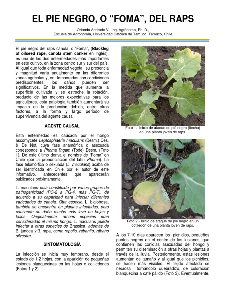 Pie Negro Del Raps PDF | PDF | Infección | Hoja