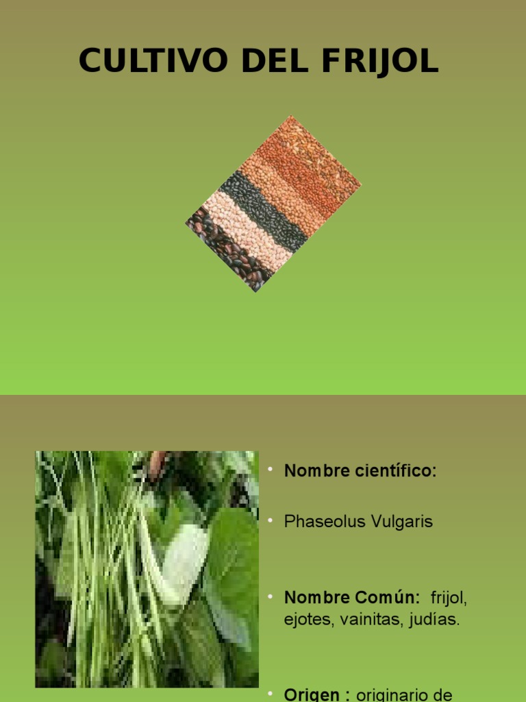 DIAPOSITIVA DEL FRIJOL | Siembra | Phaseolus Vulgaris