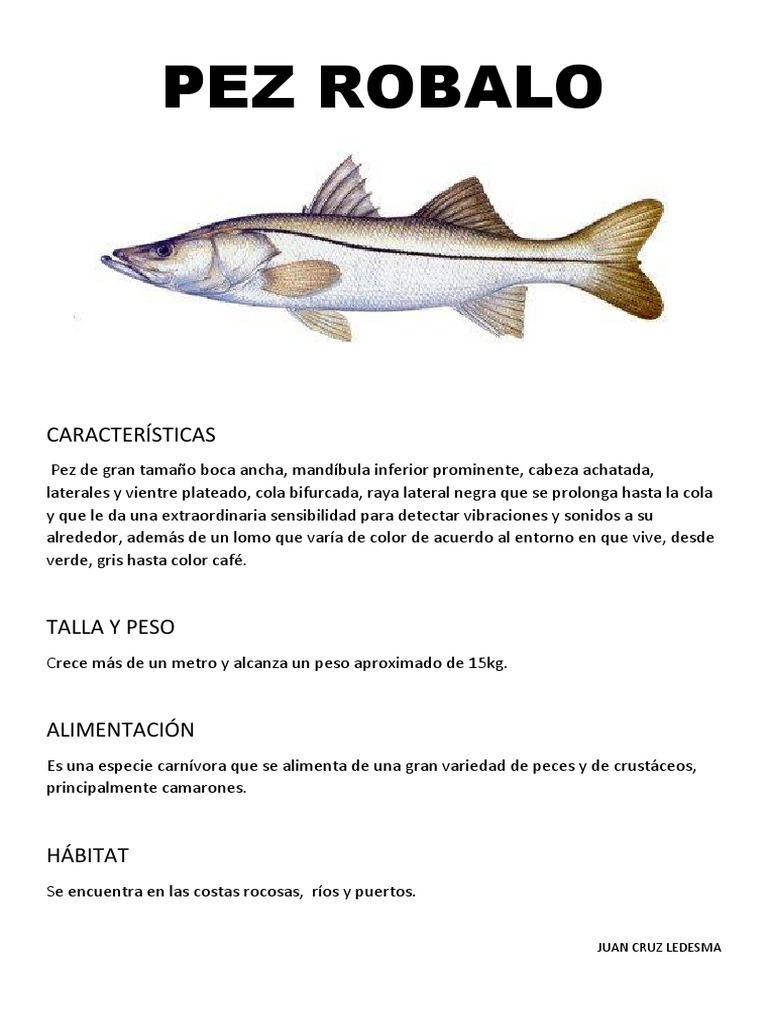 Pez Robalo | PDF