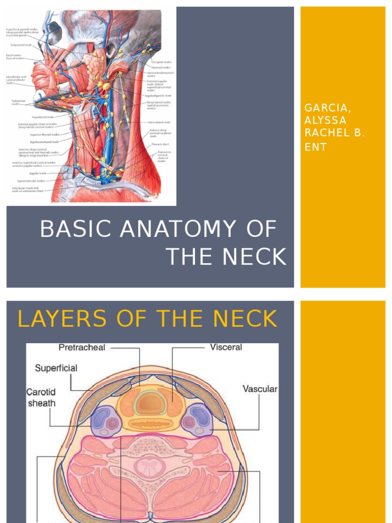 Anatomy of Neck Layers and Spaces | PDF | Common Carotid Artery | Neck