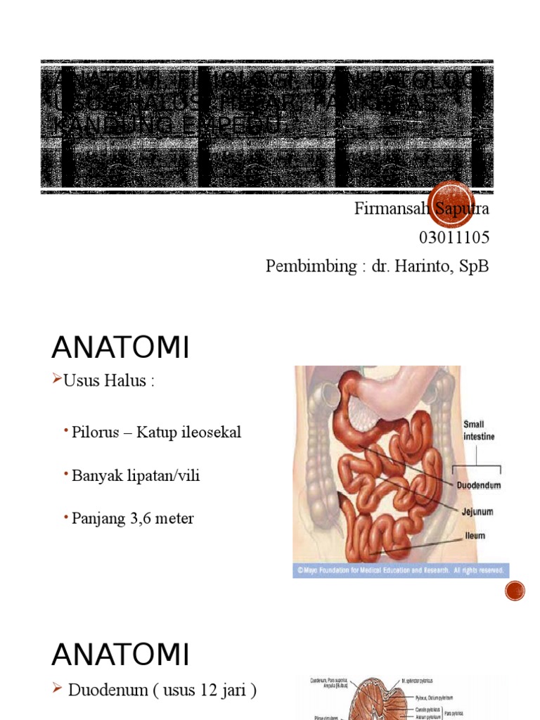 Referat Anatomi, Fisiologi, Dan Patologi Usus Halus | PDF