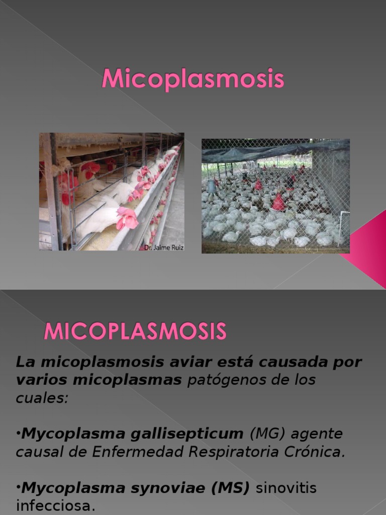 Micoplasmosis Aviar: Causas y Tratamiento | PDF | Micoplasma | Infección