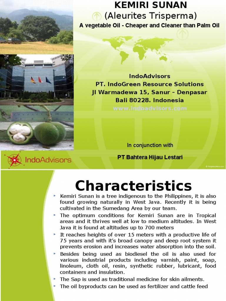Kemiri Sunan - Biofuel Crop | PDF | Biodiesel | Indonesian Rupiah