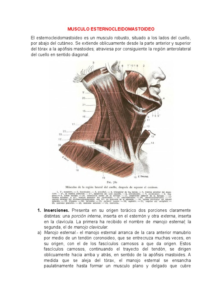 MUSCULO ESTERNOCLEIDOMASTOIDEO.docx | Sistema esquelético | Anatomía ...