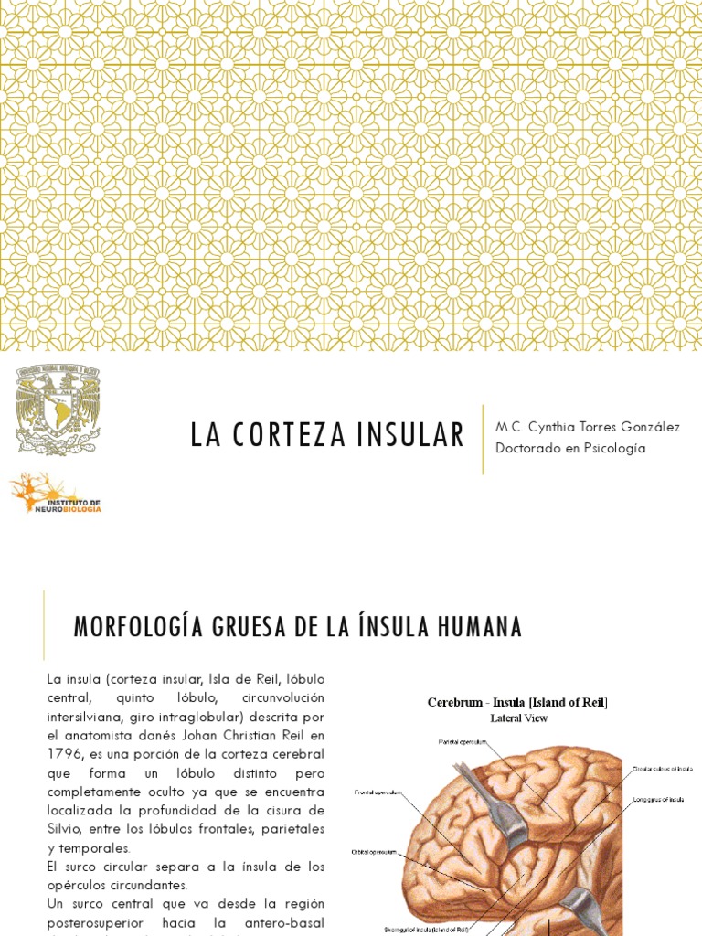 Morfología y Funciones de la Ínsula Humana | PDF | Corteza Insular | Corteza cerebral