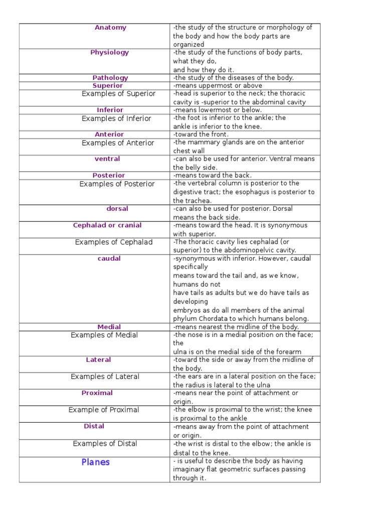 Superior and Inferior Anatomy Explained | PDF | Anatomical Terms Of ...