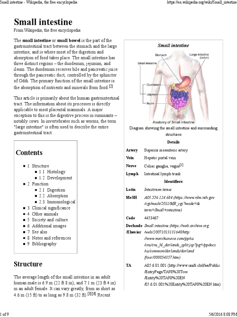 Small Intestine | PDF | Small Intestine | Gastrointestinal Tract