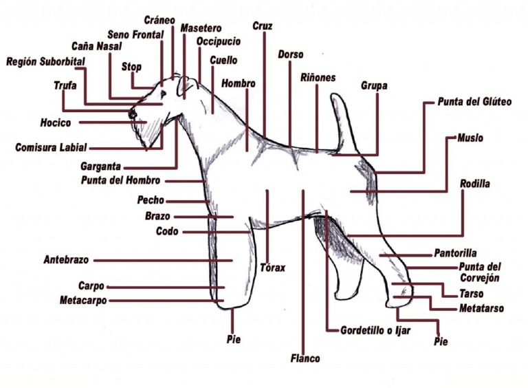Partes de Un Perro PDF | PDF