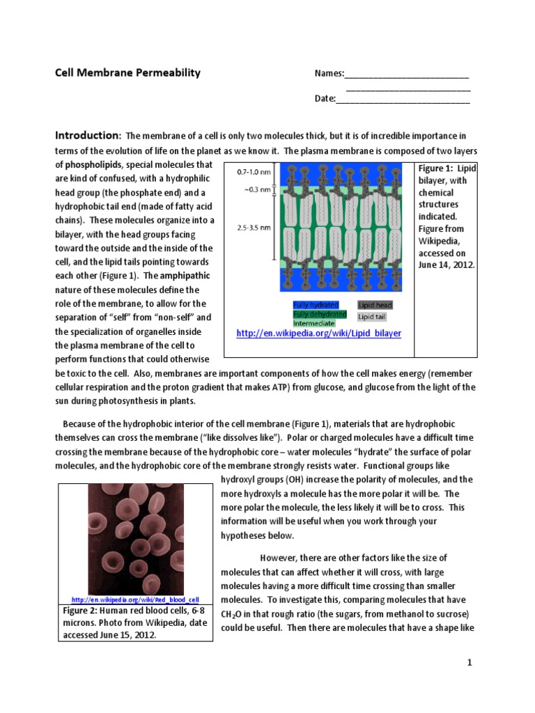 Cell Membrane Permeability Lab Guide and Worksheet | PDF | Cell ...