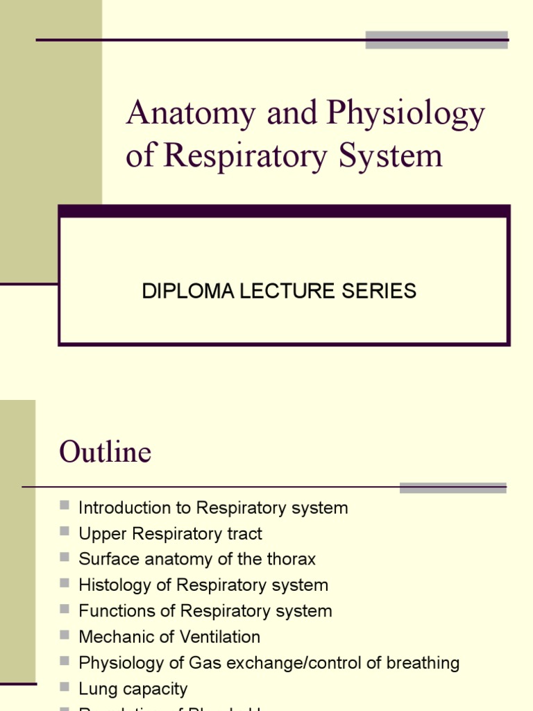 Anatomy and Physiology of Respiratory System | PDF | Respiratory Tract ...