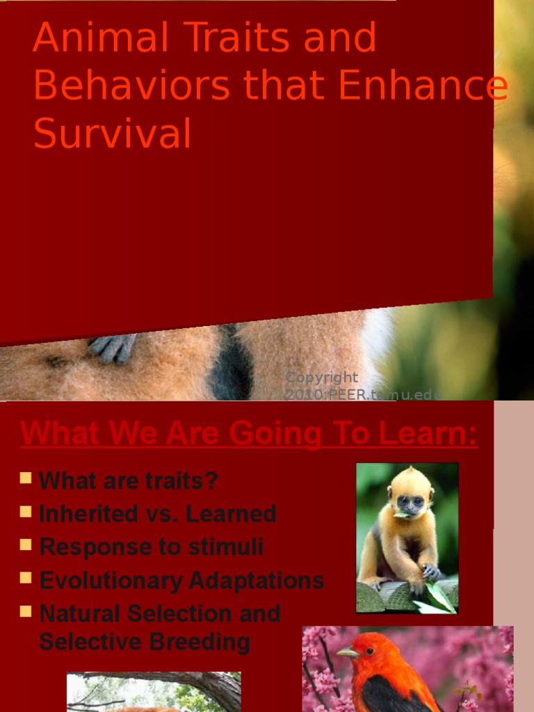Instincts and Learned Behaviors Powerpoint | PDF | Selective Breeding ...