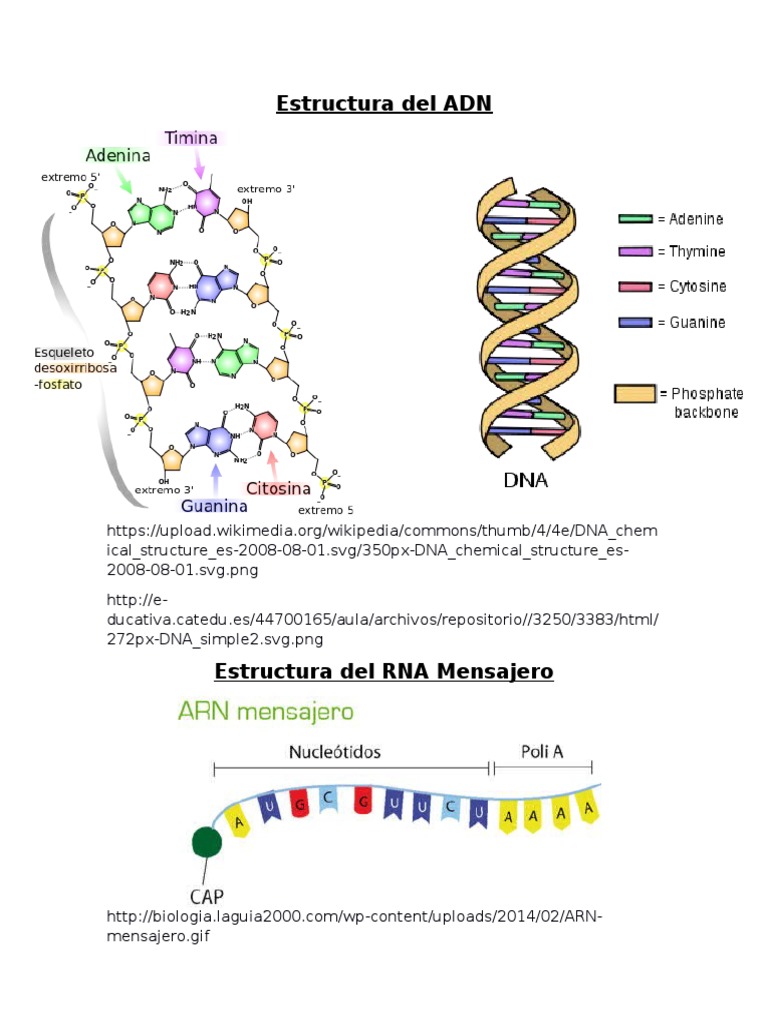 Estructura Del ADN | PDF