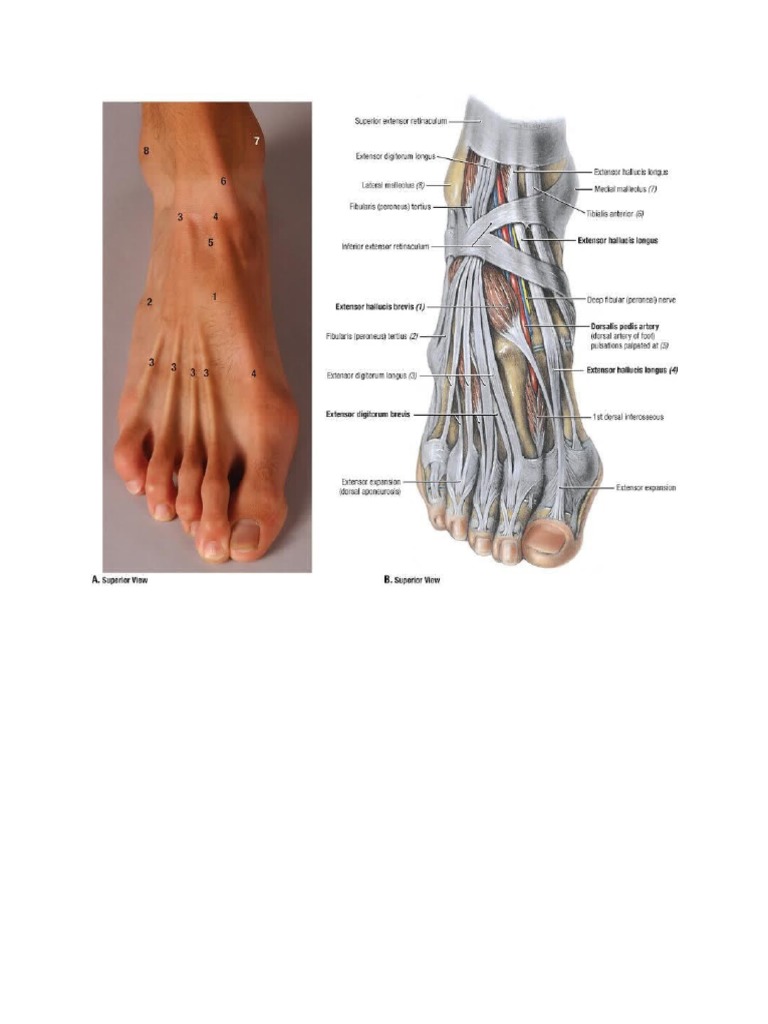 Tendon Ekstensor Pedis | PDF