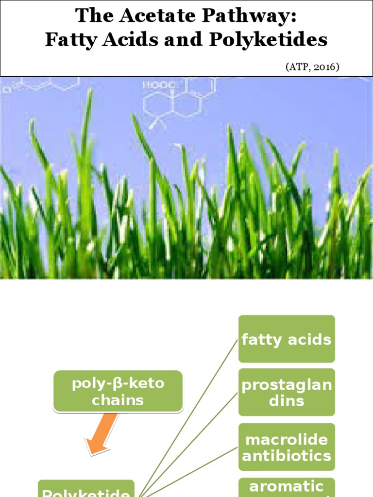 Acetate Pathway | Enzyme | Fatty Acid