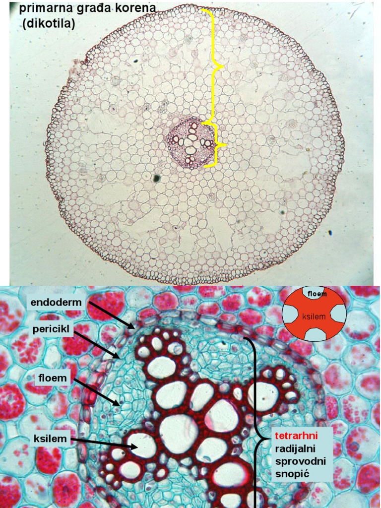 Gradja Korena I Primarno Stablo | PDF