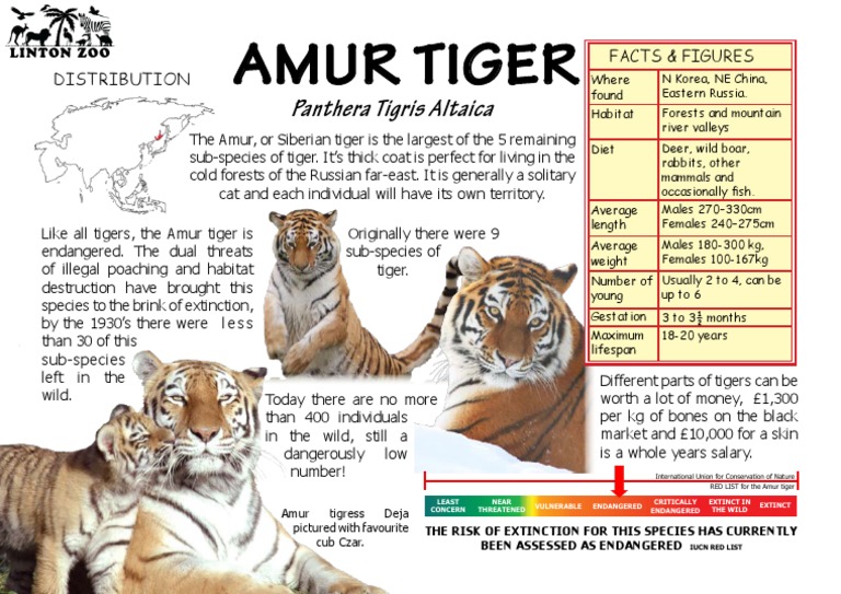 Amur Tiger: Panthera Tigris Altaica | PDF