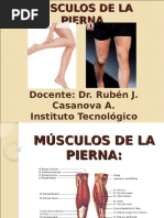 Músculos Posteriores de La Pierna | PDF | Anatomía humana | Tejido suave