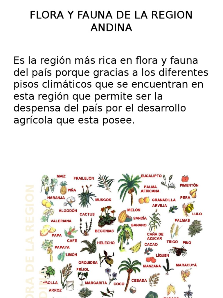 Flora y Fauna de La Region Andina