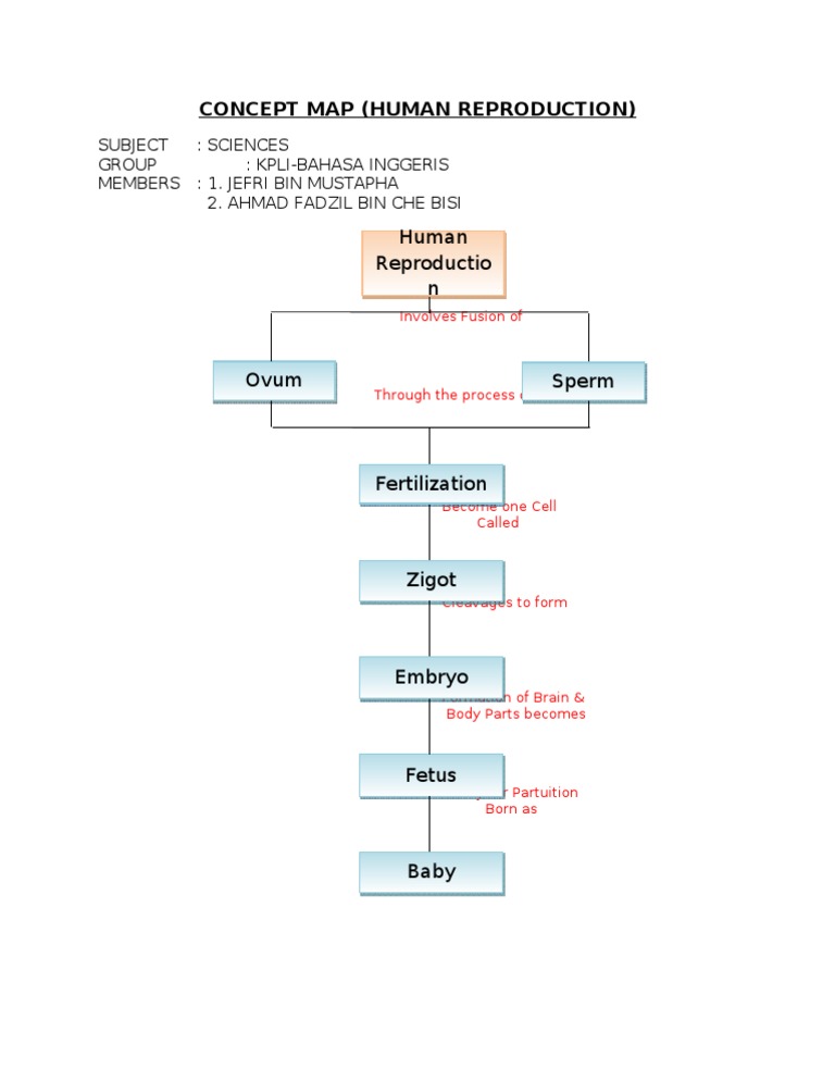 Human Reproduction Concept Map | PDF | Human Reproduction | Biological ...